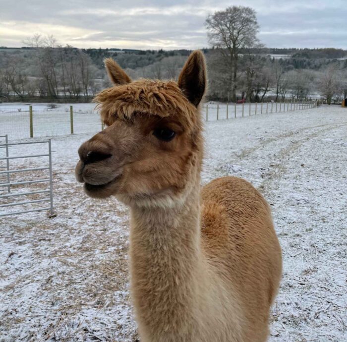Our alpacas | At Birkhill House